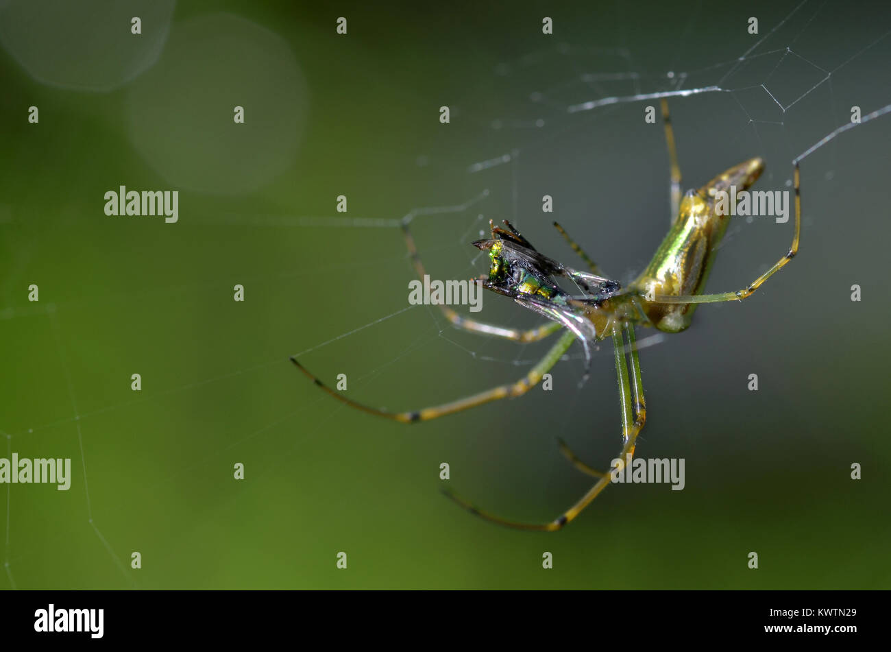 spider with its prey on a spider web or cobweb. spider eating prey ...