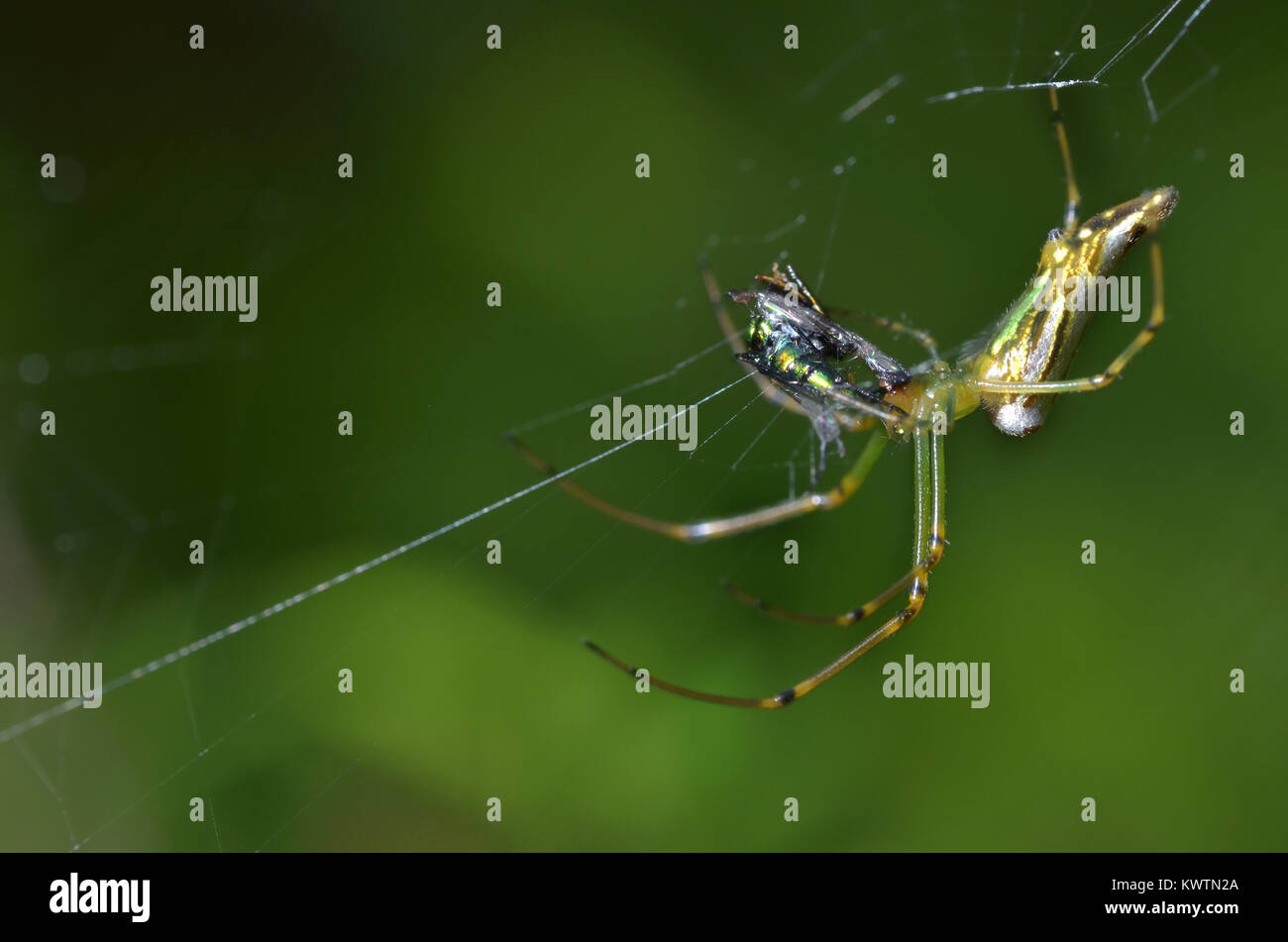 spider with its prey on a spider web or cobweb. spider eating prey ...