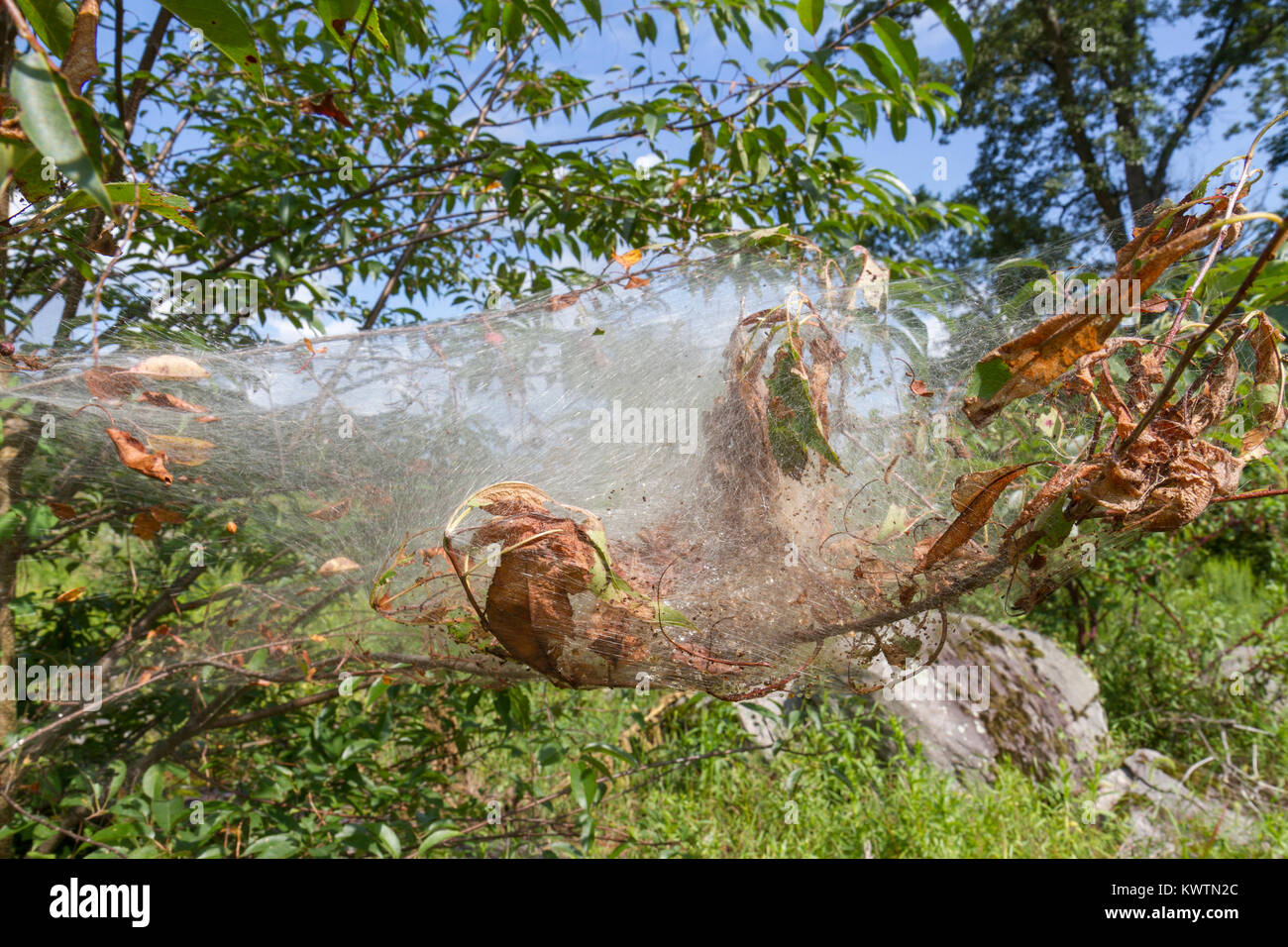 Fall webworm moth caterpillar nest in a tree in the Gettysburg ...