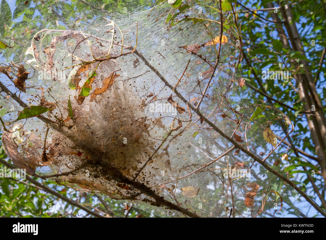 Fall webworm moth caterpillar nest in a tree in the Gettysburg ...