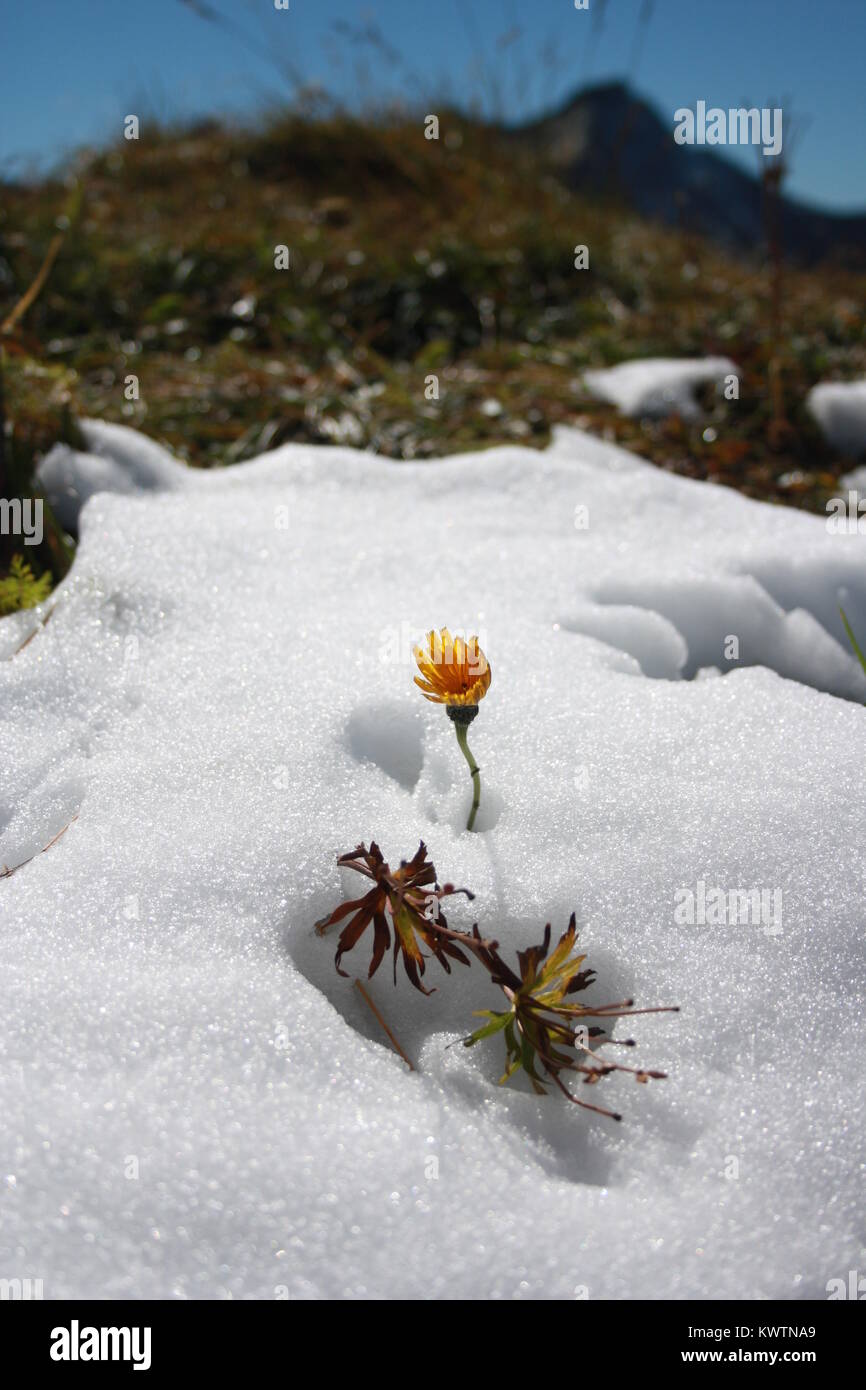 Poppy flowers in snow hi-res stock photography and images - Alamy