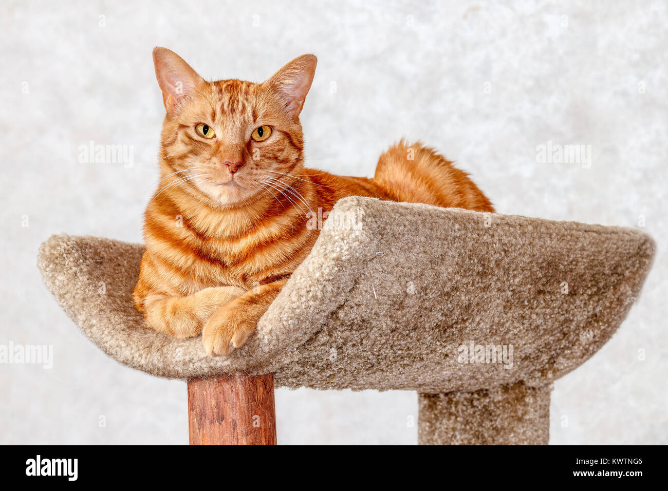 Perch kitty cat hi-res stock photography and images - Alamy