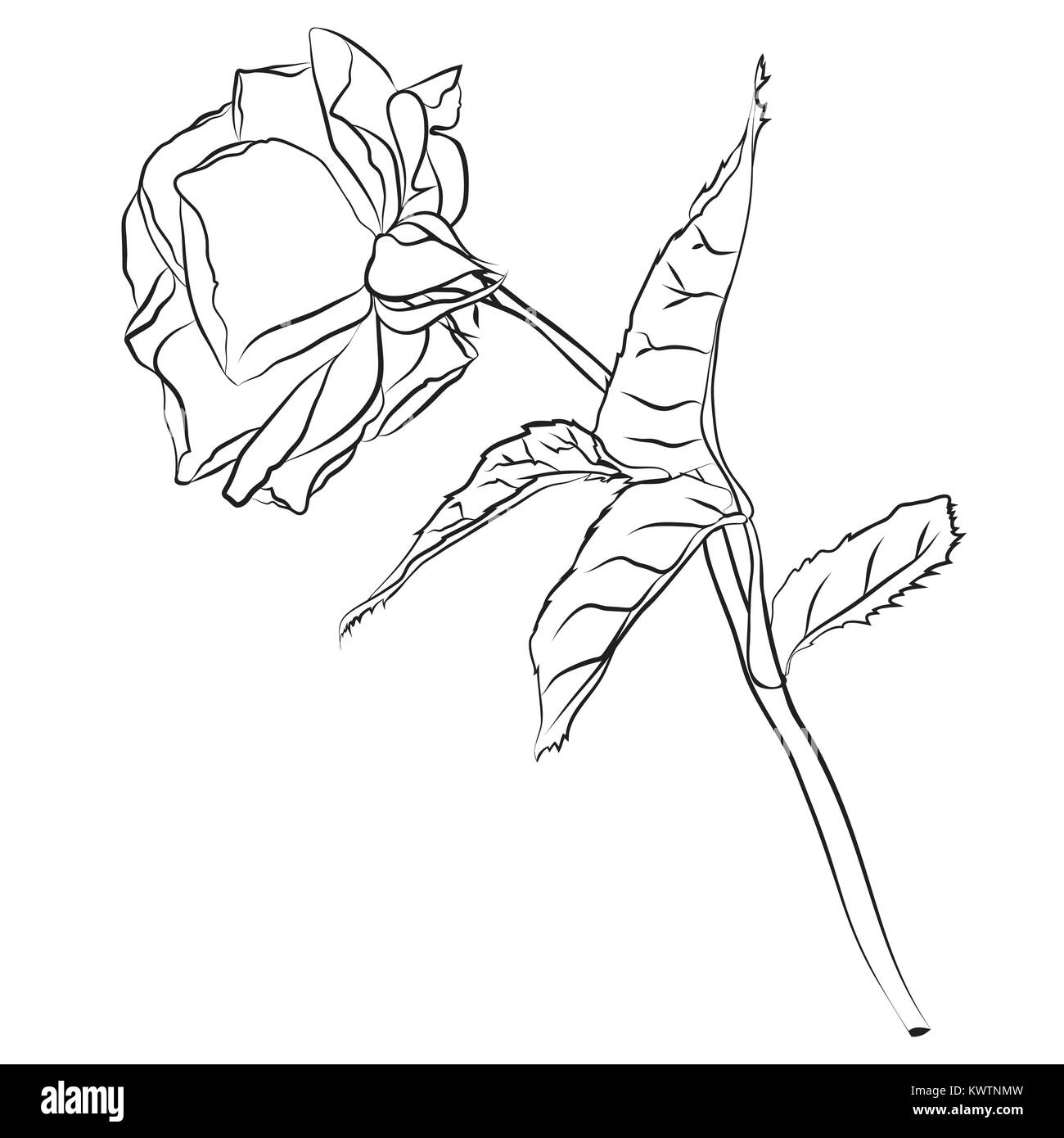 Beautiful hand drawn sketch rose, isolated black contour on white ...