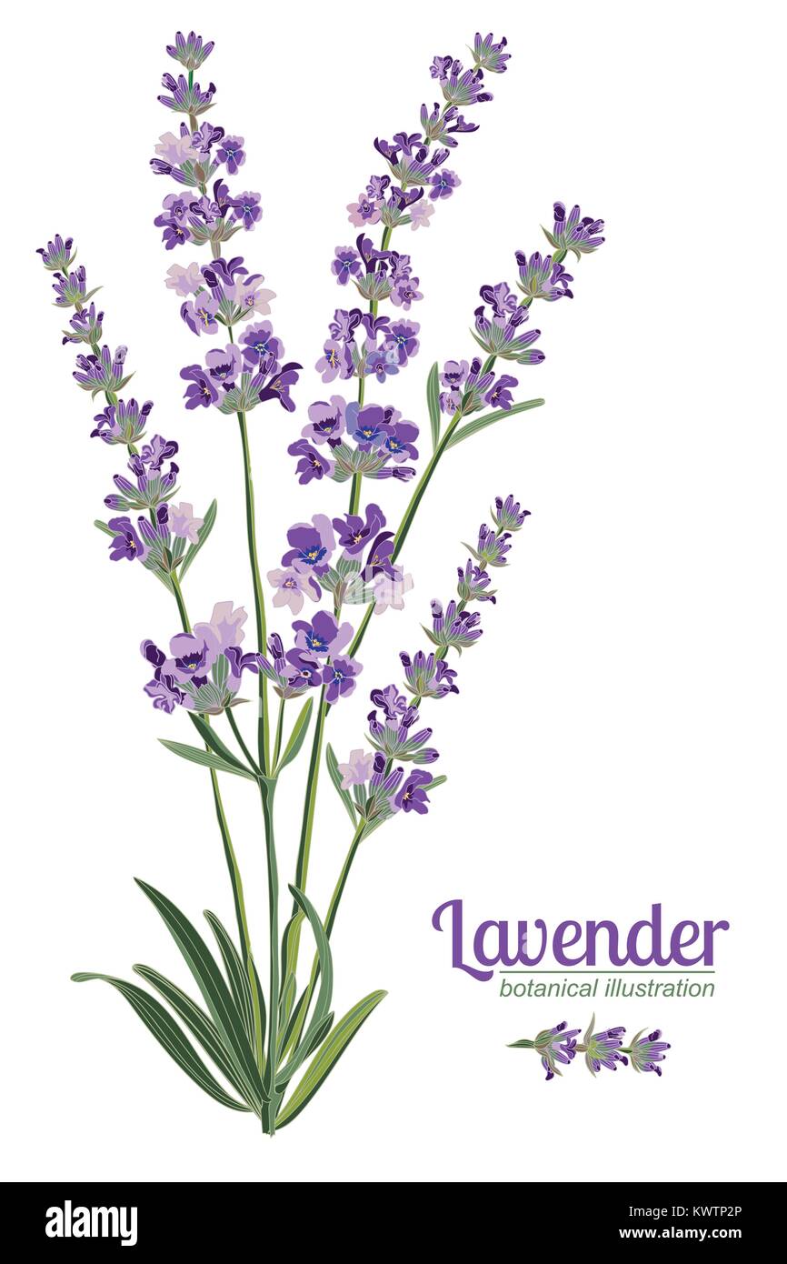 Lavender flowers elements. Botanical illustrations are drawn by hand ...