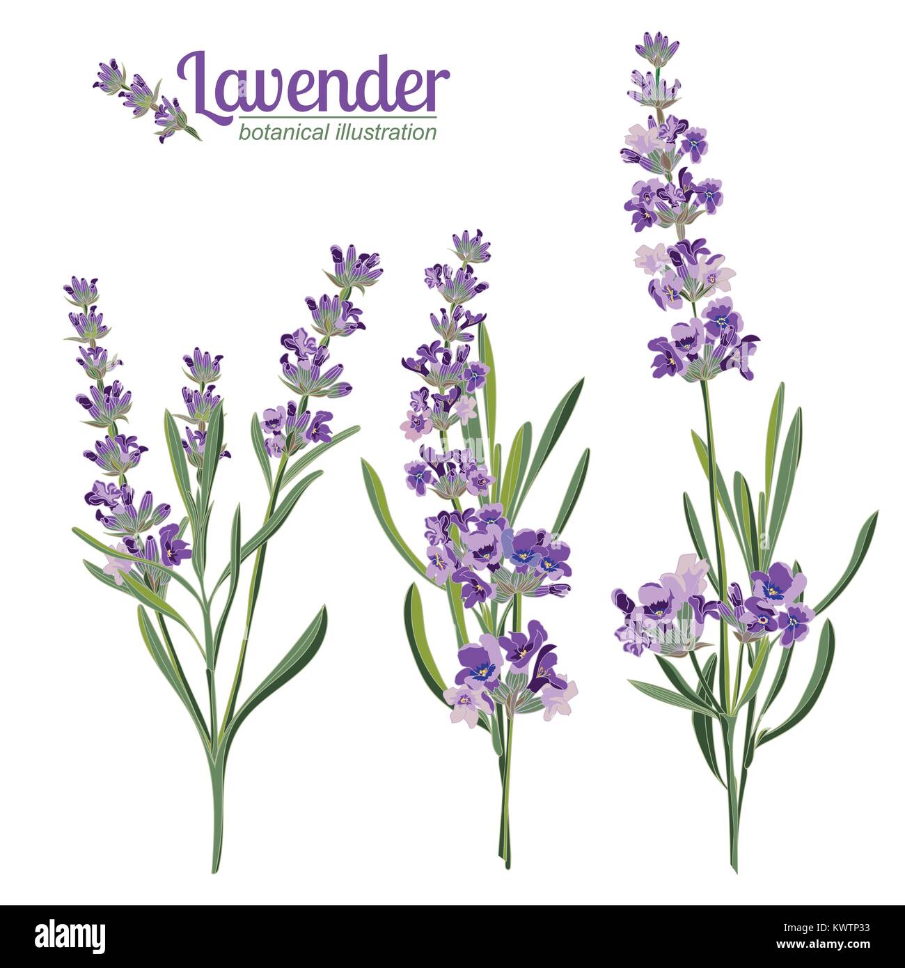 Lavender flowers elements. Botanical illustrations are drawn by hand ...
