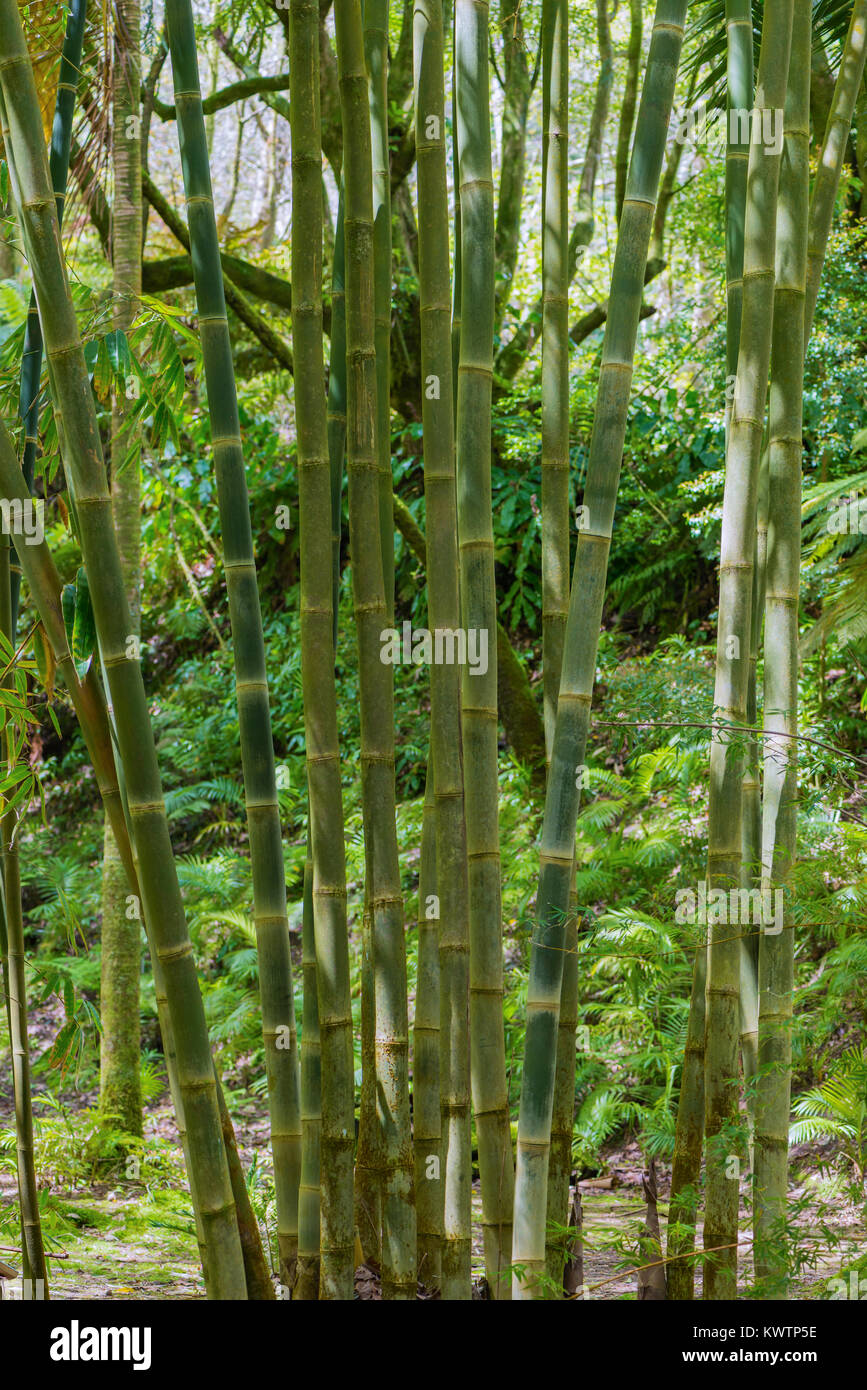 bamboo in a forest sao miguel azores Stock Photo - Alamy
