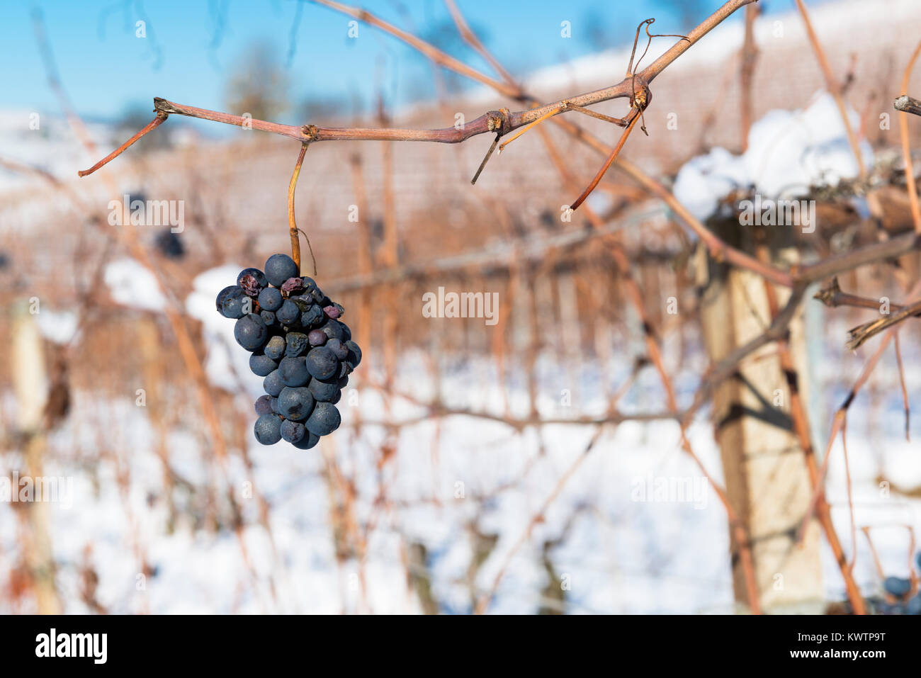 Bunch of winter grapes, on background view of Langhe vineyards hills ...