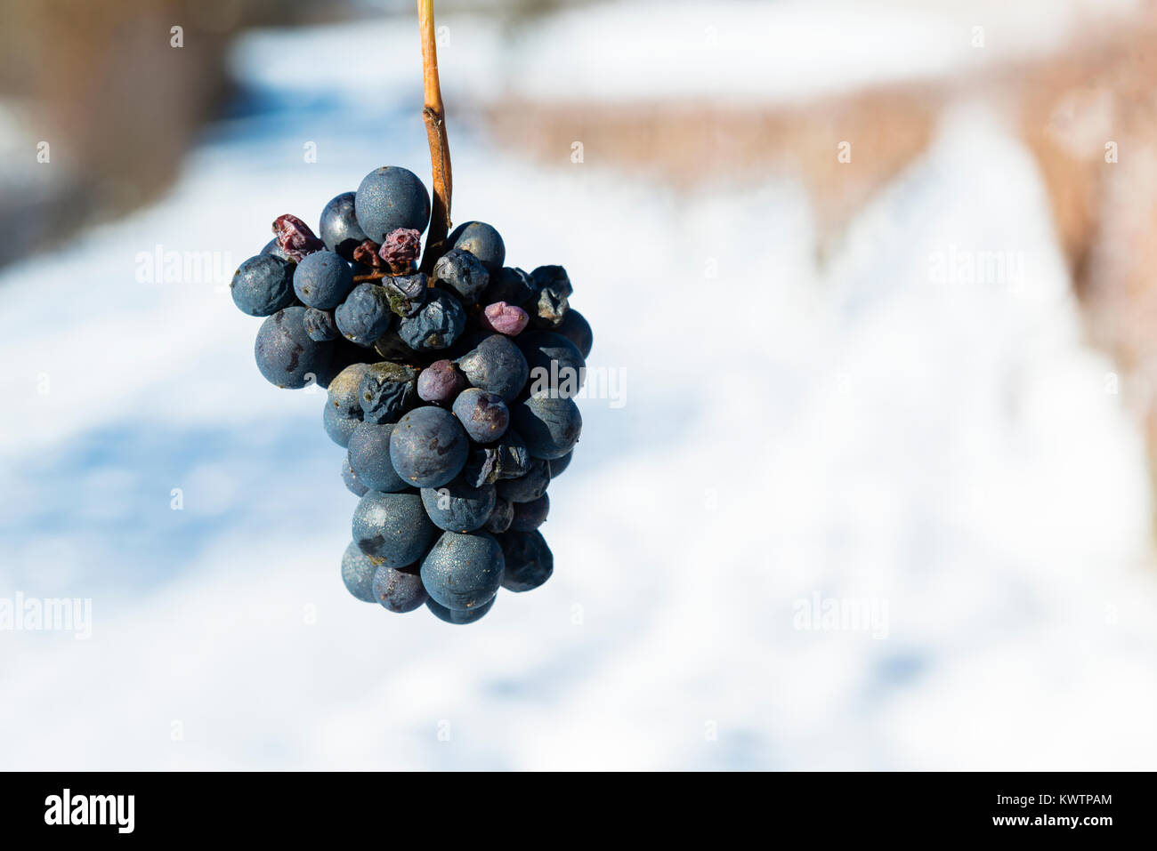 Bunch of winter grapes, on background view of Langhe vineyards hills ...