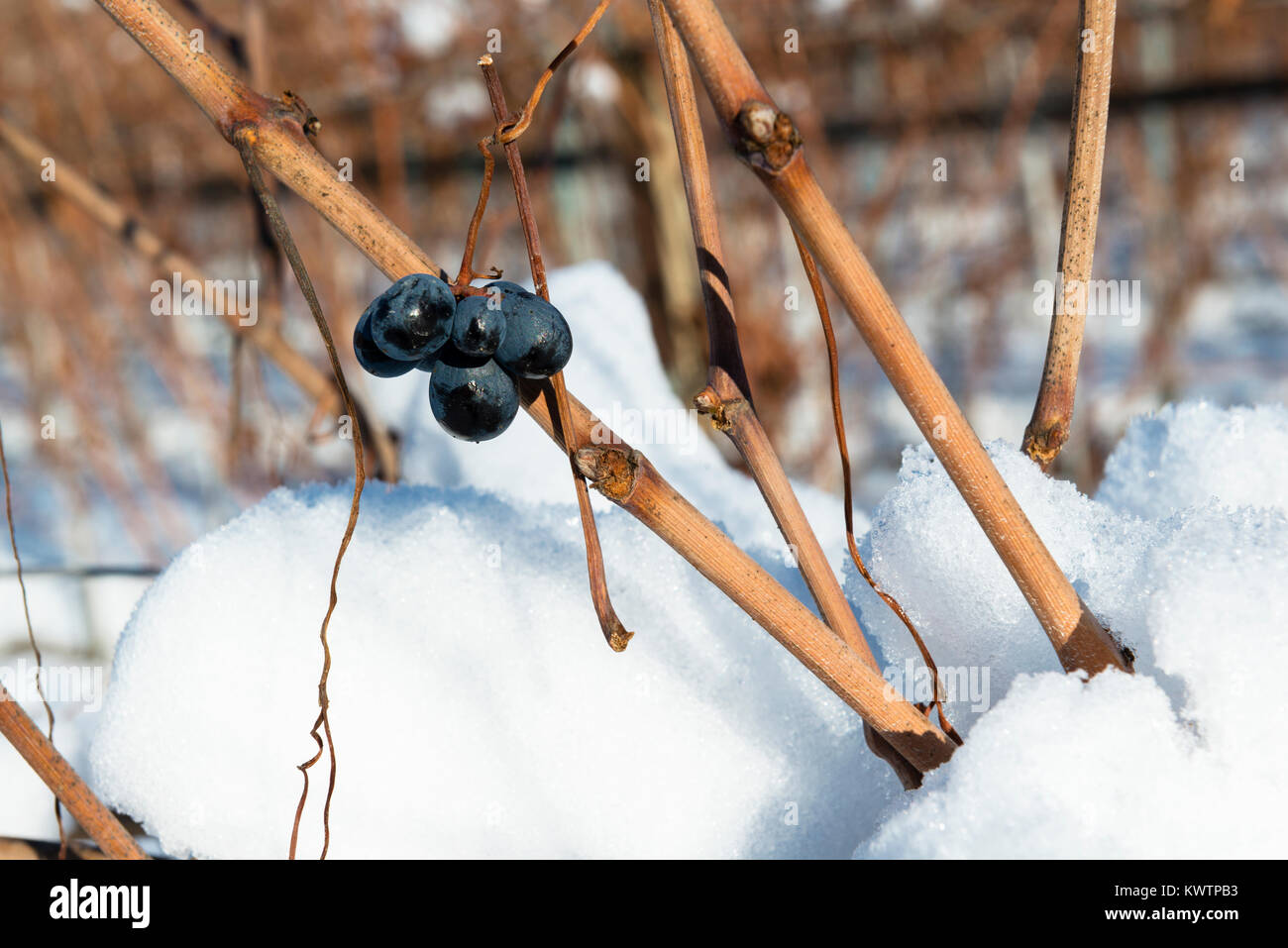 Bunch of winter grapes, on background view of Langhe vineyards hills ...