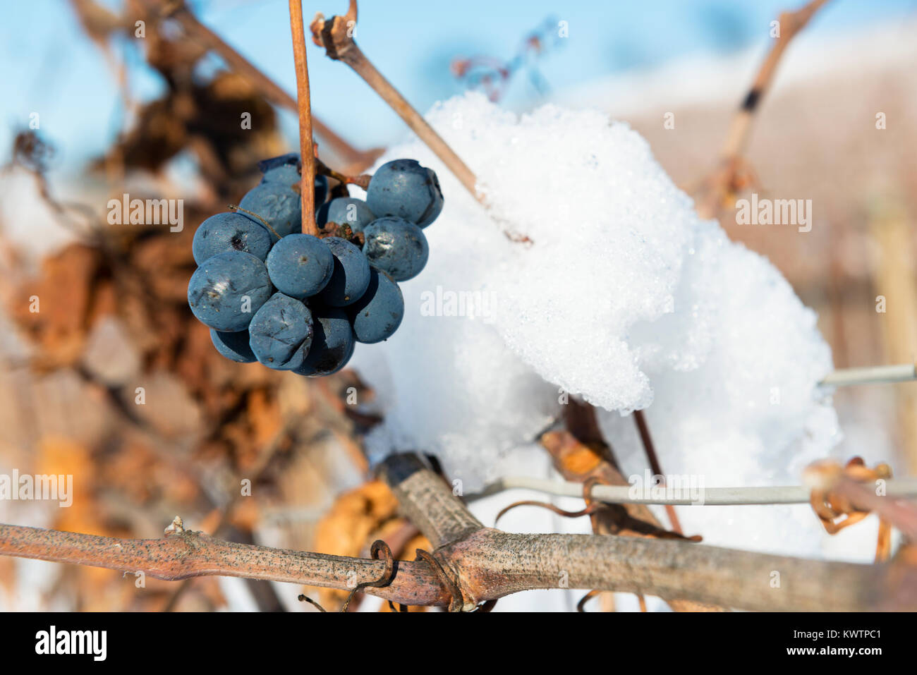 Bunch of winter grapes, on background view of Langhe vineyards hills ...