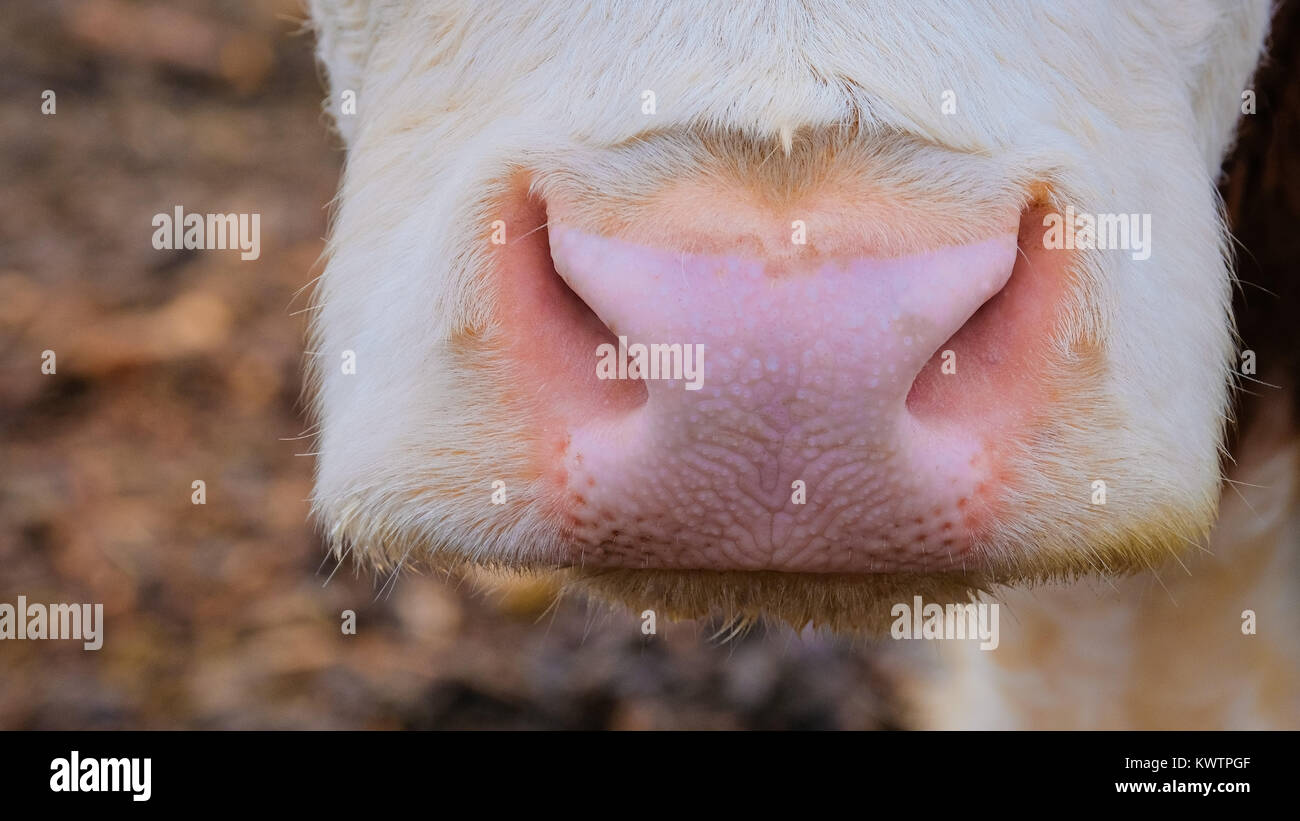 Cows mounth hi-res stock photography and images - Alamy