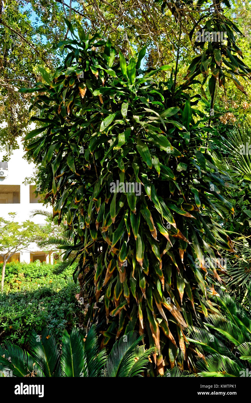 proud old tree like bush with yellow decayed leaves in the bottom ...