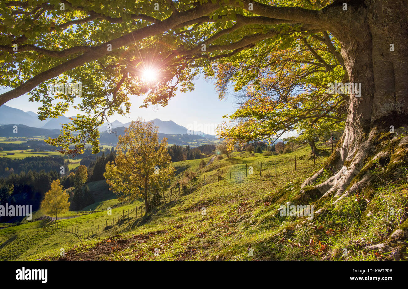 single and big old beech tree while sunset at autumn with colorful ...