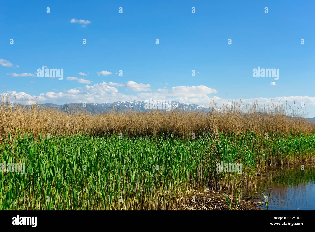 Green and yellow reeds in a pond under clear blue skies Stock Photo - Alamy