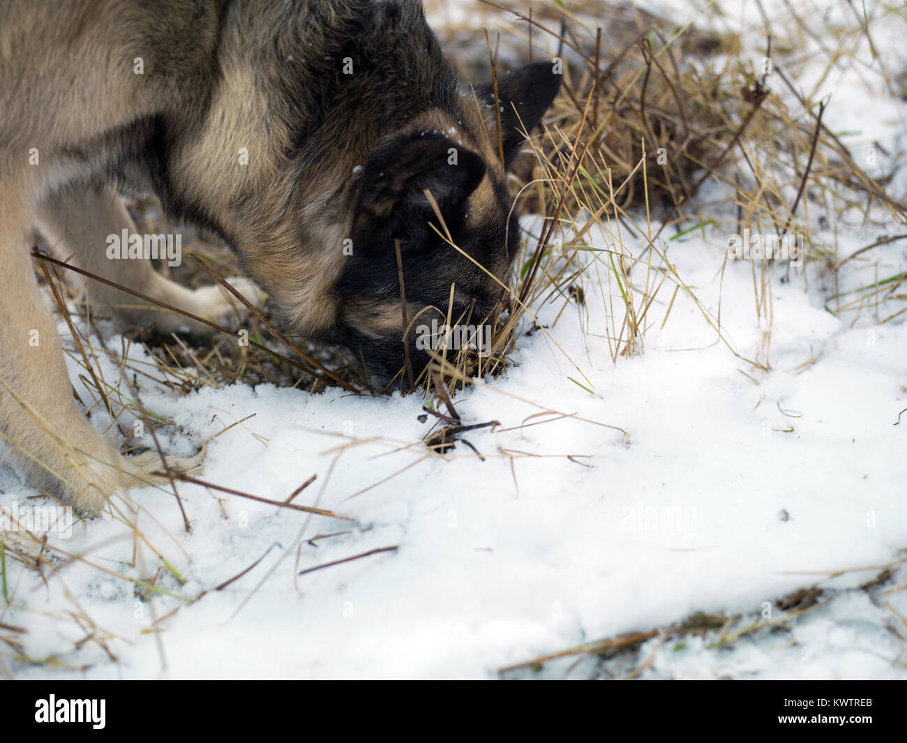 Shepherd and mouse hi-res stock photography and images - Alamy