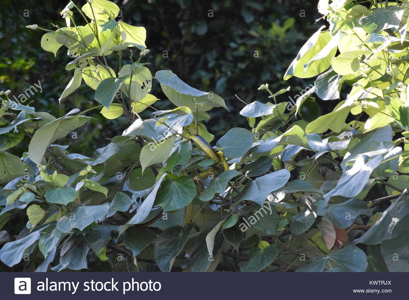 Green Tree Snake Stock Photos & Green Tree Snake Stock Images - Alamy