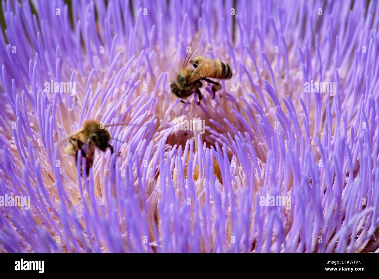 Bees get the nectar hi-res stock photography and images - Alamy