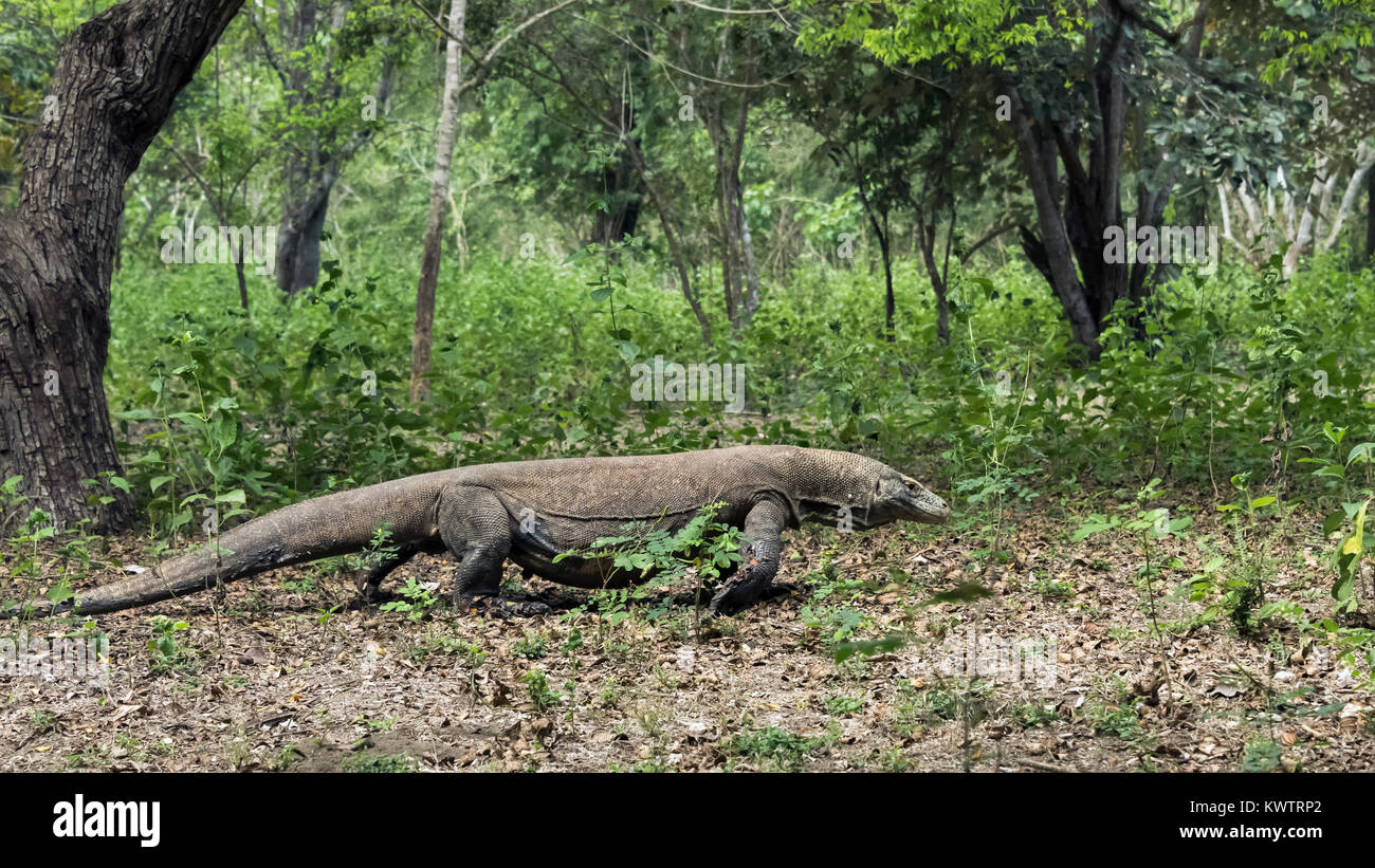 Muddy Komodo dragon wallking through the forest, Loh Buaya Komodo ...