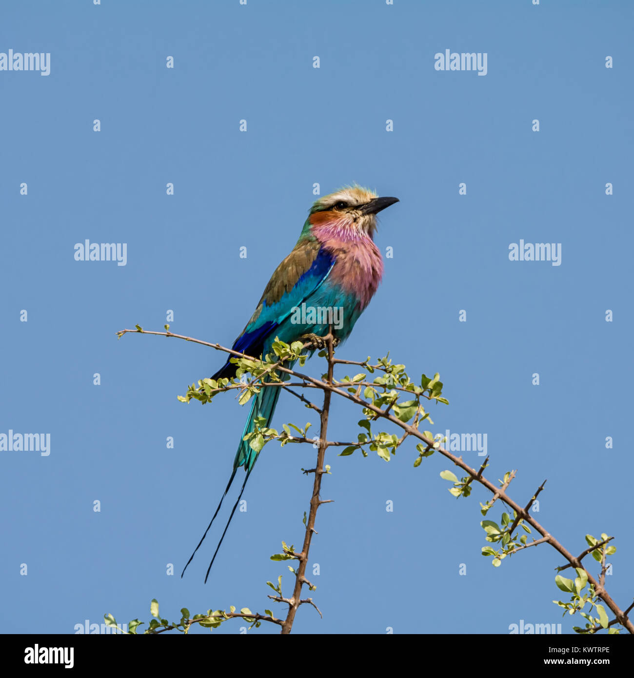 A Lilac-breasted Roller perched in a tree in the Namibian savanna Stock ...