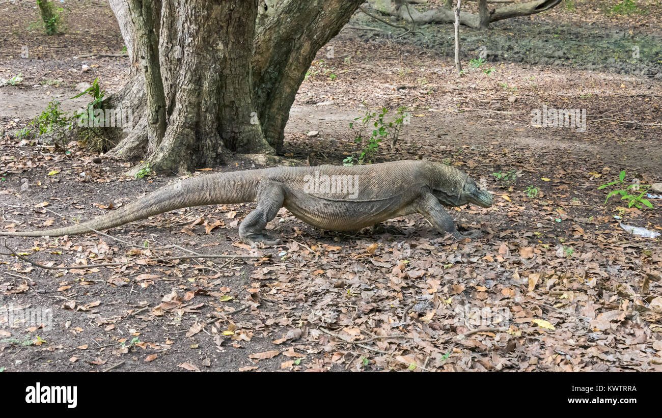 Komodo dragon walking hi-res stock photography and images - Alamy