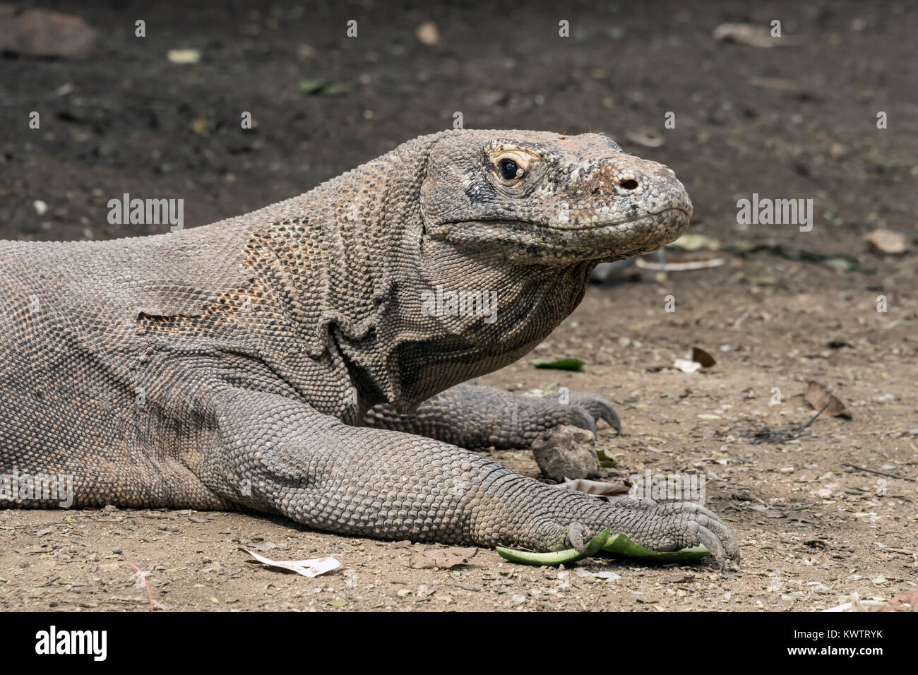 Aponomma komodoensis hi-res stock photography and images - Alamy