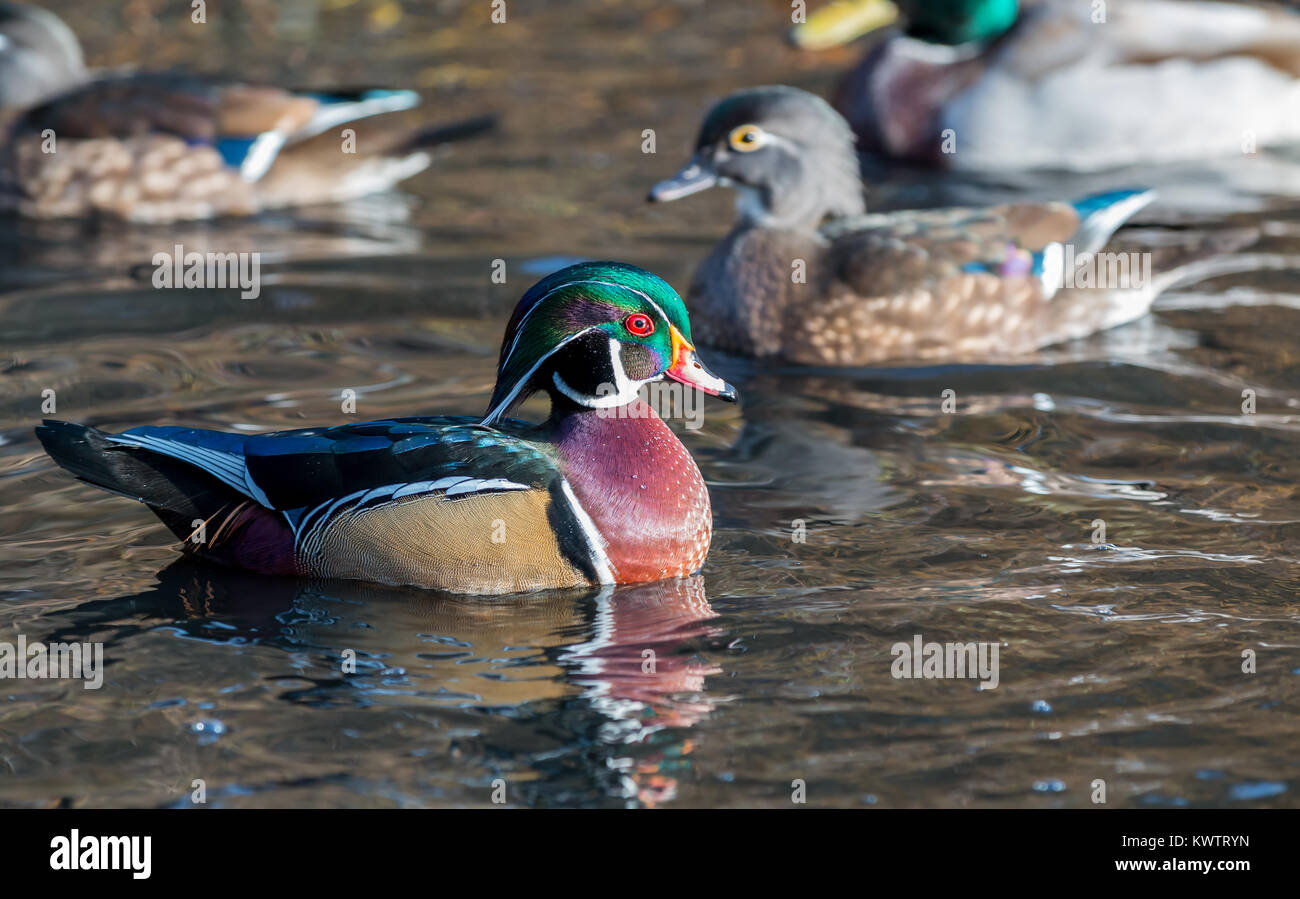 A beautiful male wood duck " Aix sponsa " swims in a Canadian pond ...