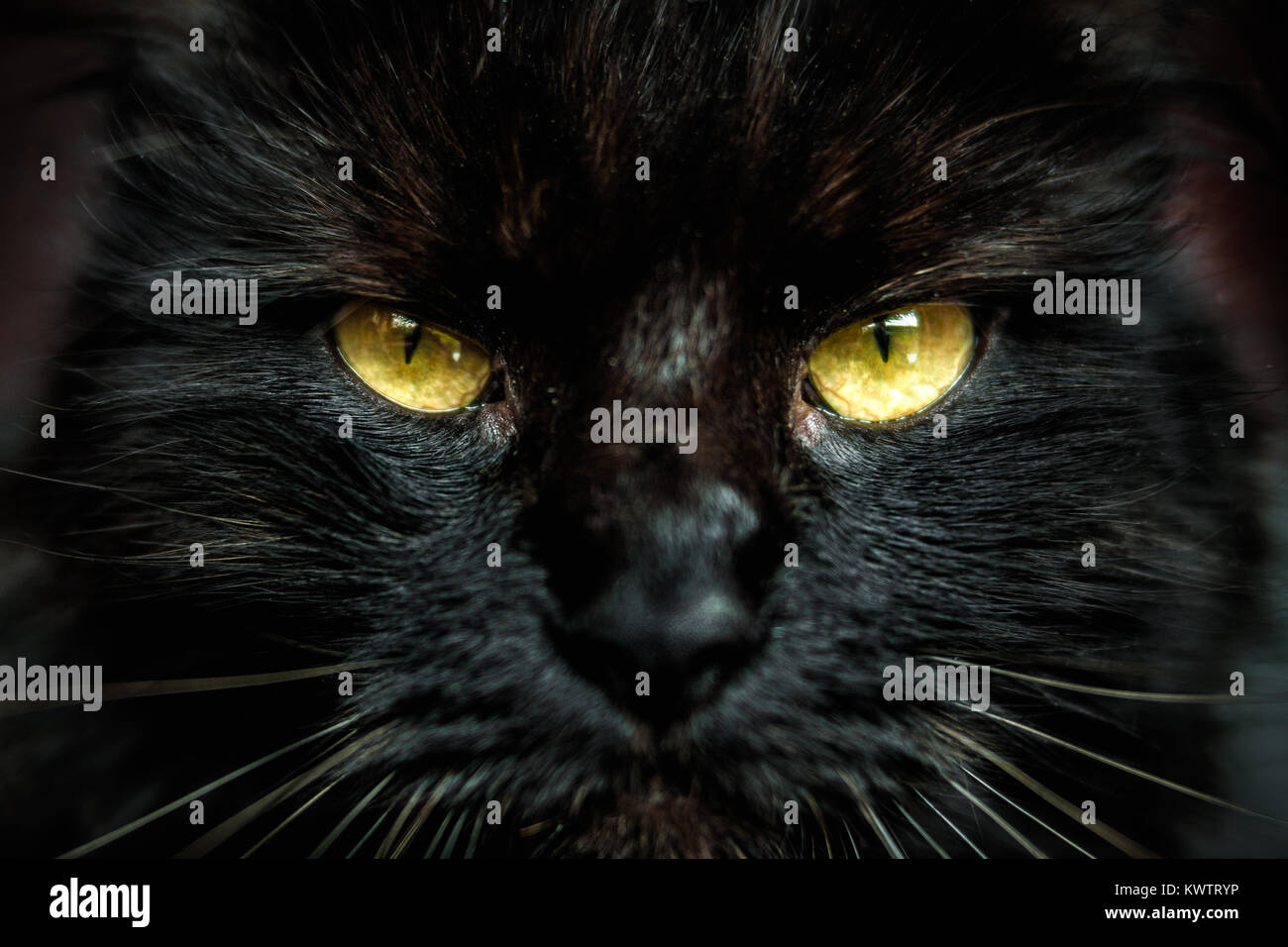 Front look of face of black furred cat with yellow eyes. Shallow depth ...
