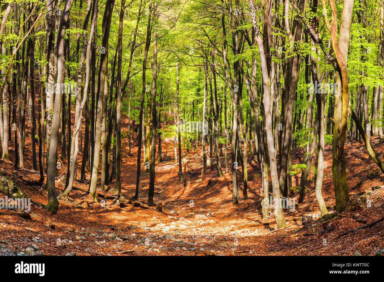 Little carpathians hi-res stock photography and images - Alamy