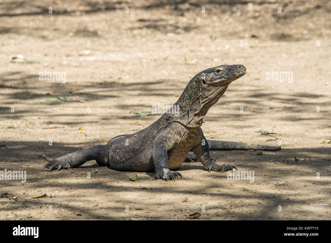 Loh buaya hi-res stock photography and images - Alamy