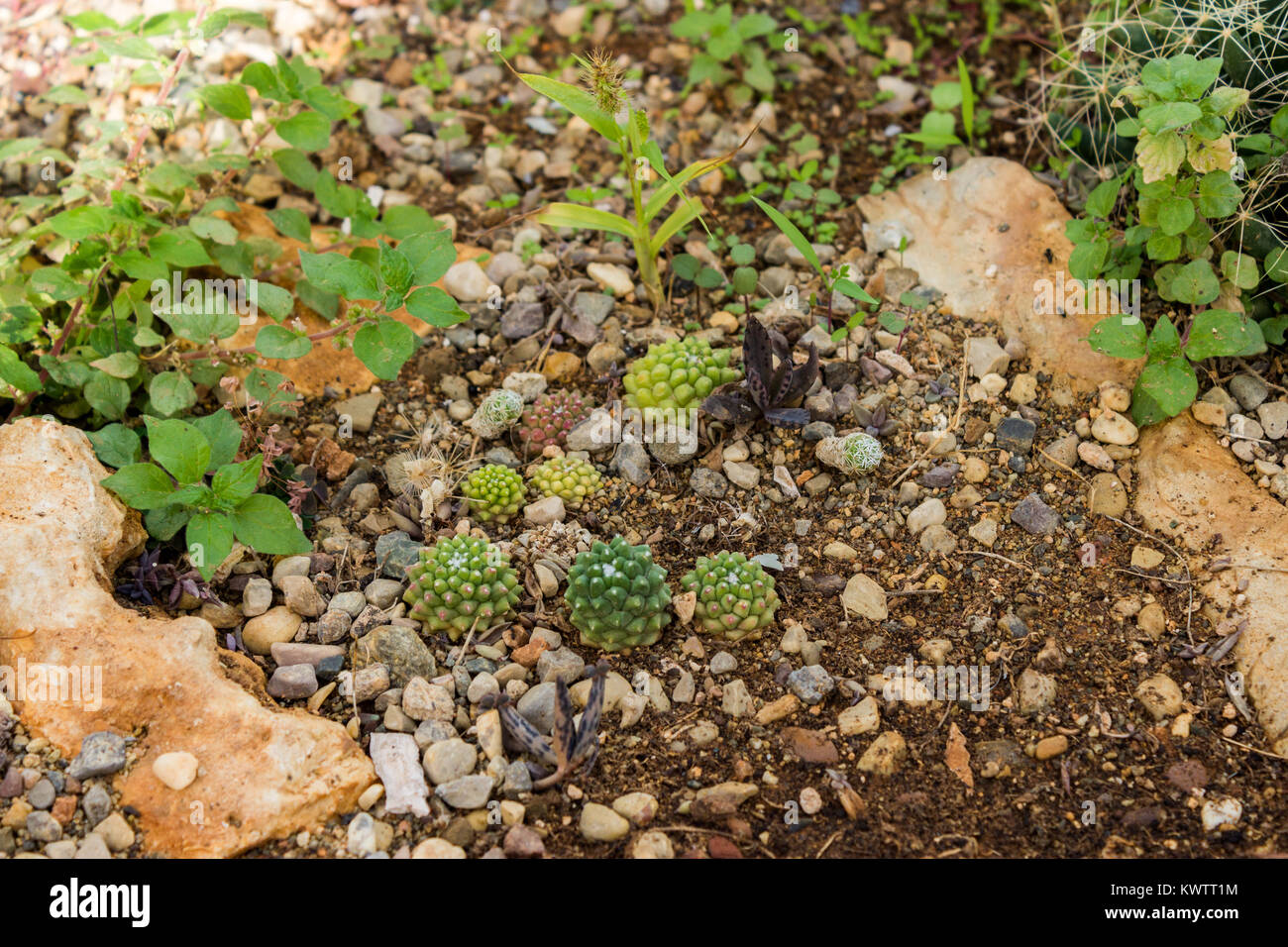Various cacti planted in the ground, close up shot Stock Photo - Alamy