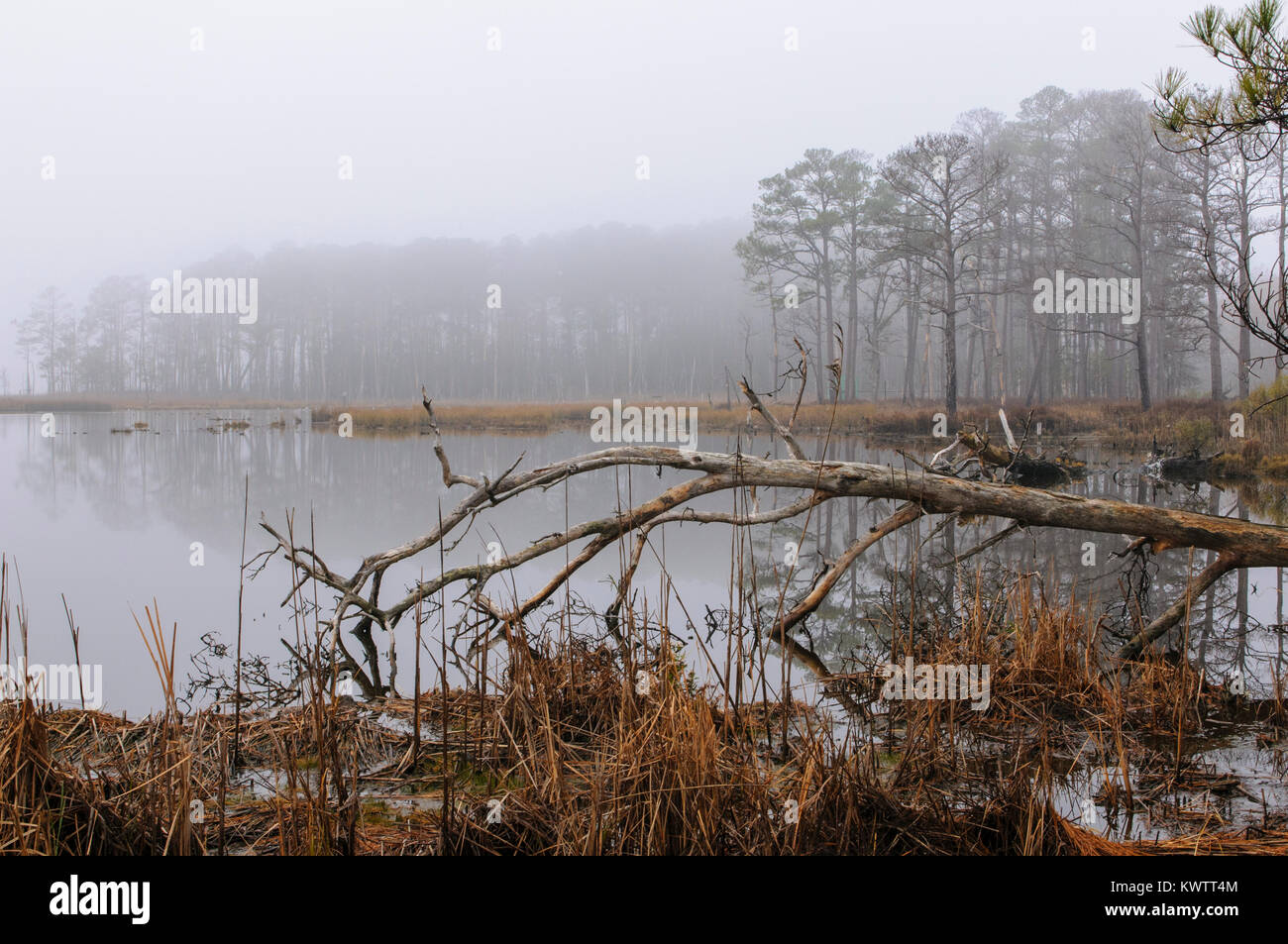 Blackwater National Wildlife Refuge, Cambridge, Maryland, USA Stock ...