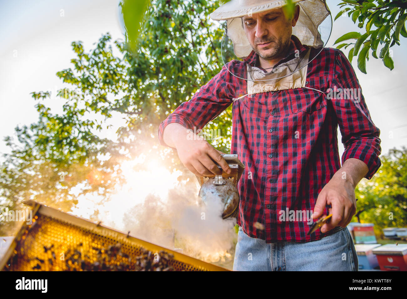 Beekeeper smoking beehives with smoke pot Stock Photo - Alamy