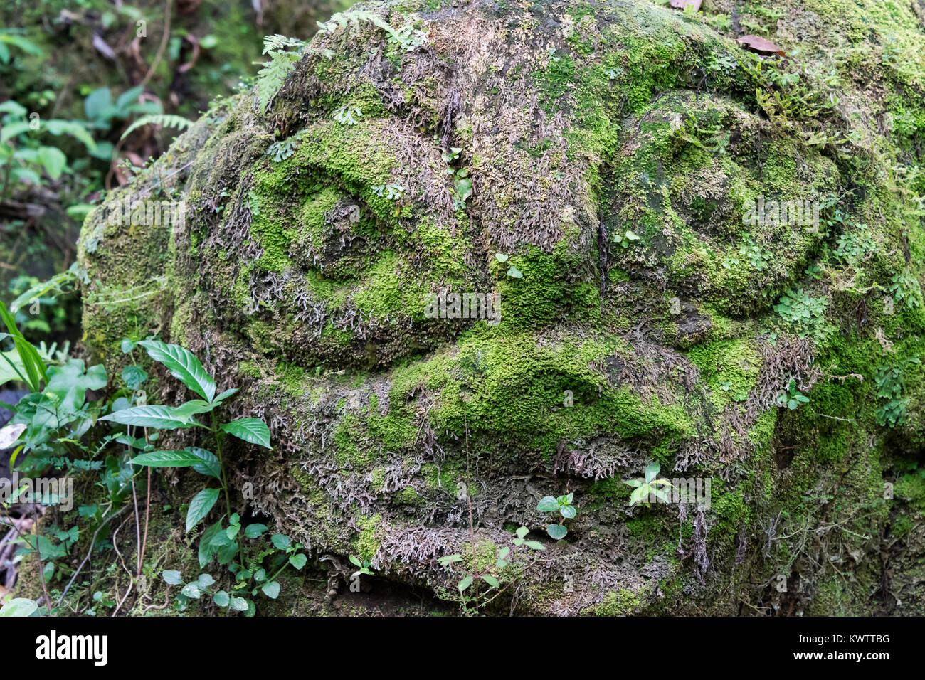 Moss covered statue hi-res stock photography and images - Alamy