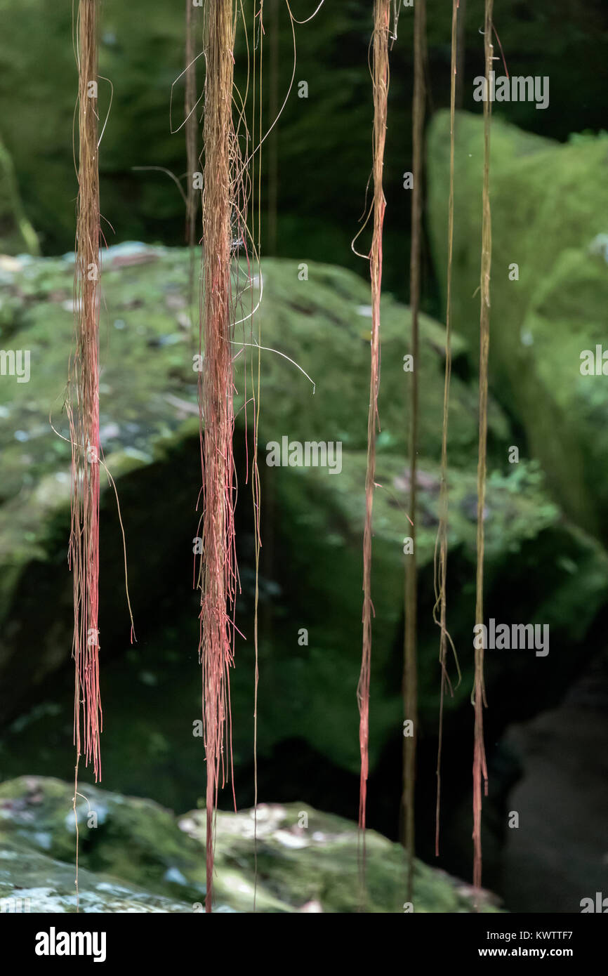 Vines and mosses, Goa Gajah temple, Ubud, Bali, Indonesia Stock Photo ...