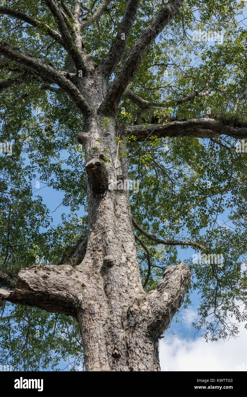 Old tree on the grounds of Goa Gajah temple, Ubud, Bali, Indonesia ...