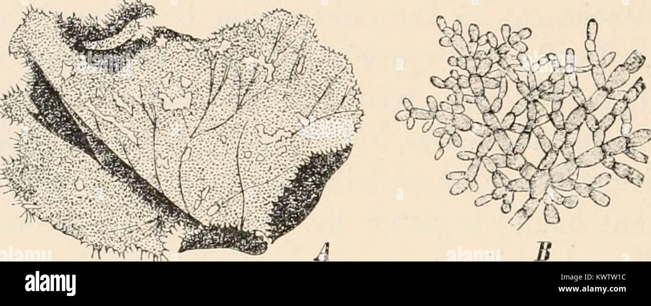 "Algæ. Vol. I. Myxophyceæ, Peridinieæ, Bacillarieæ, Chlorophyceæ ...