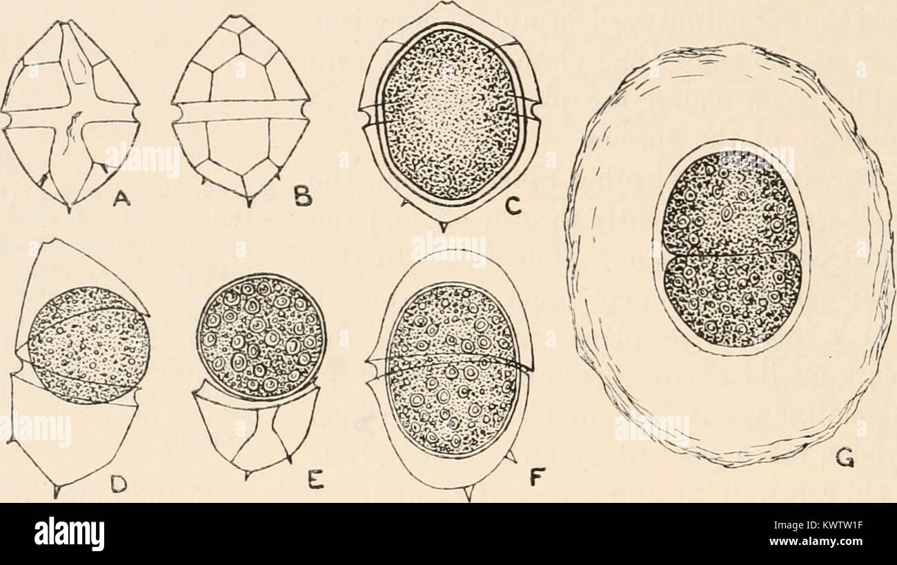 Chlorophyceae hi-res stock photography and images - Alamy