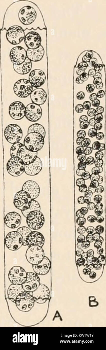 Chlorophyceae hi-res stock photography and images - Alamy
