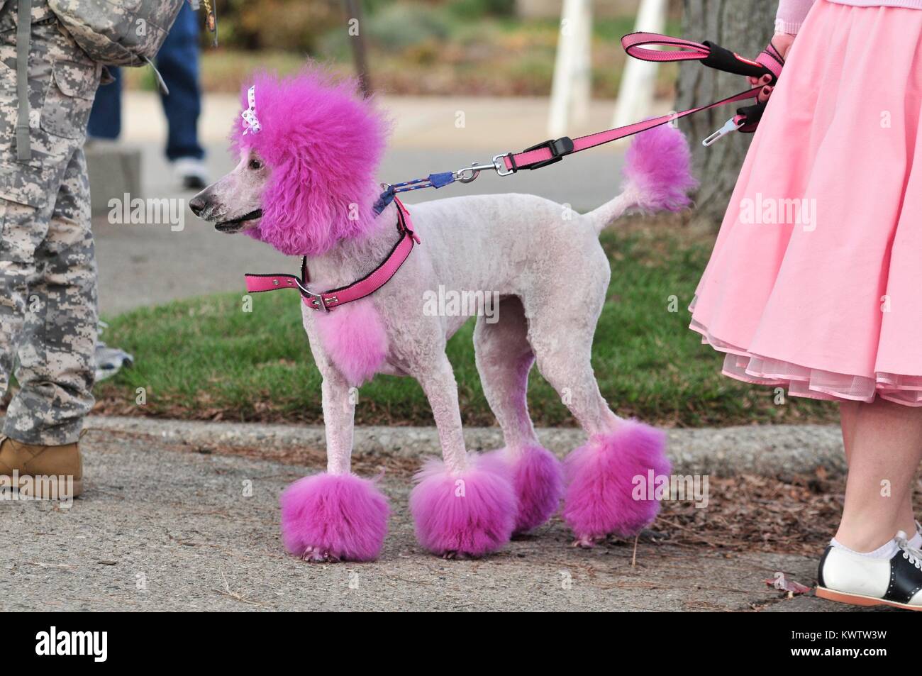 Large pink hair dyed poodle standing next to owner on the street ...
