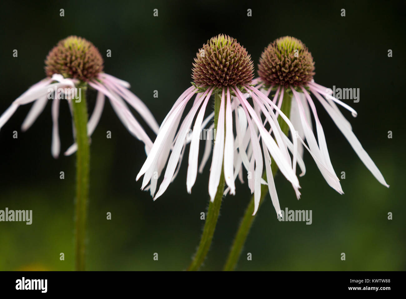 Echinacea pallida 'Hula Dancer' flower. Coneflower Stock Photo - Alamy