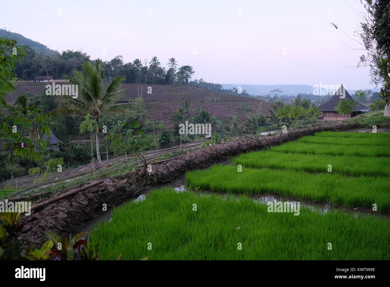 staircase rice field Stock Photo - Alamy