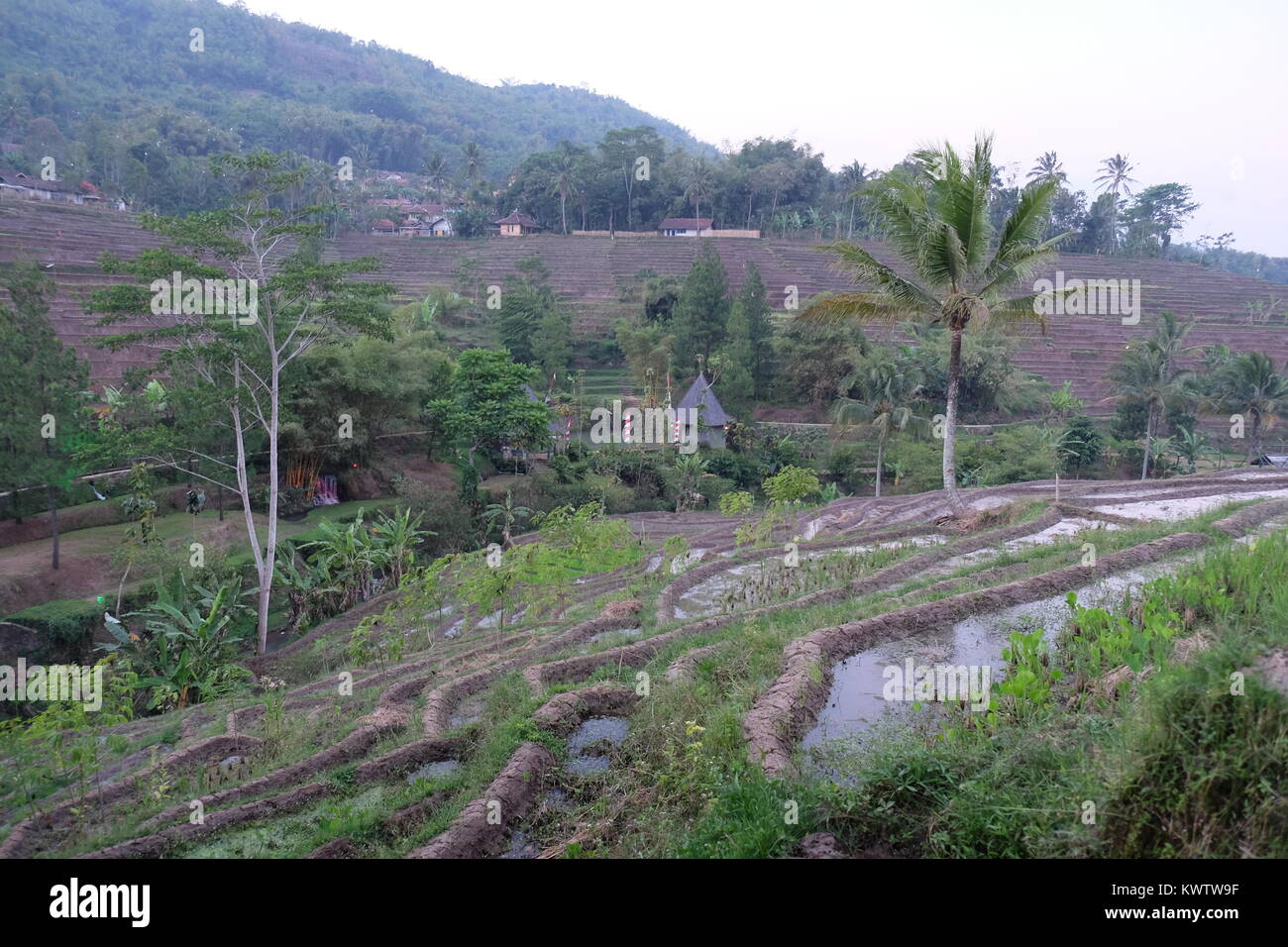 staircase rice field Stock Photo - Alamy