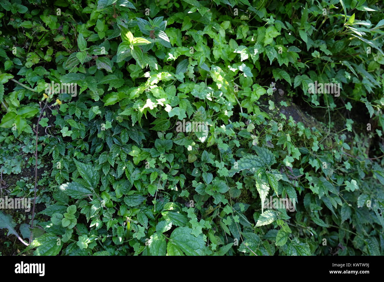 Greenery and fun hi-res stock photography and images - Alamy