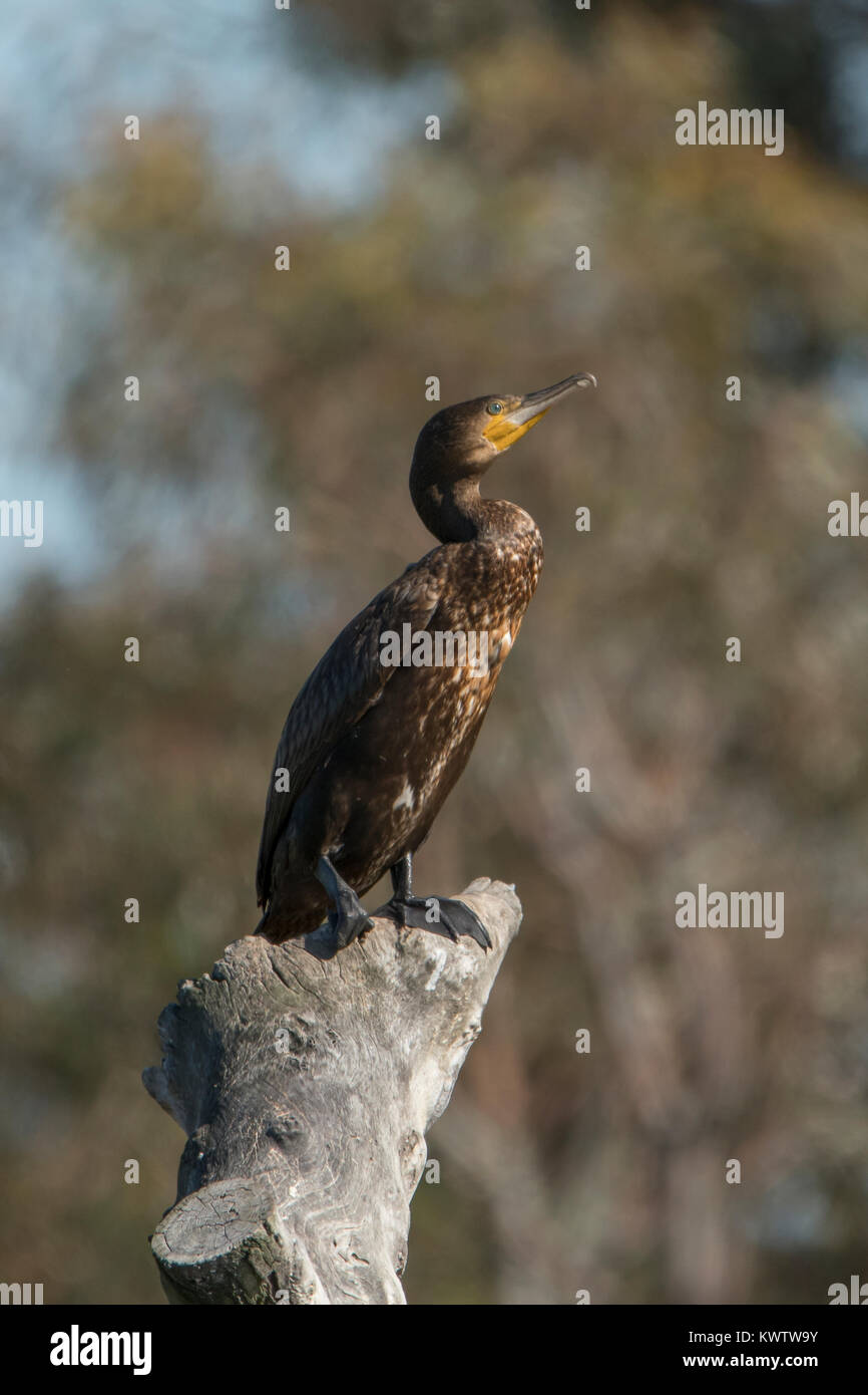 Cormorant Feet High Resolution Stock Photography and Images - Alamy