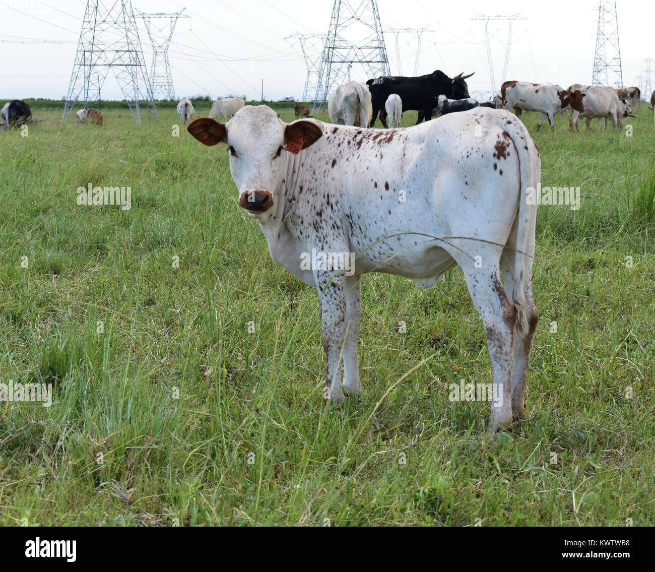 A Great Looking Cow Posing For The Photo Shoot Stock Photo - Alamy