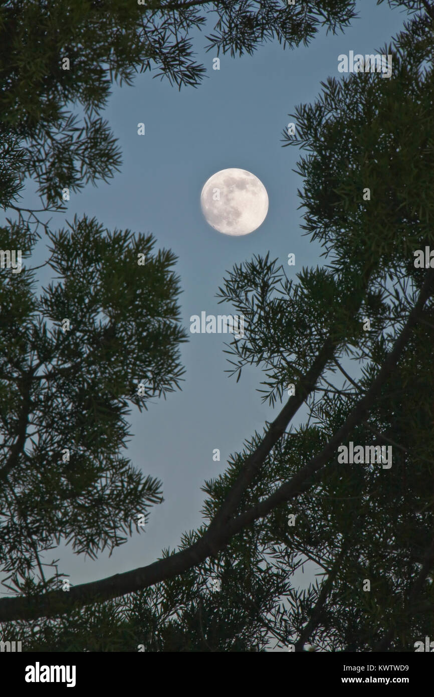 Full moon in detail and fir tree Stock Photo - Alamy