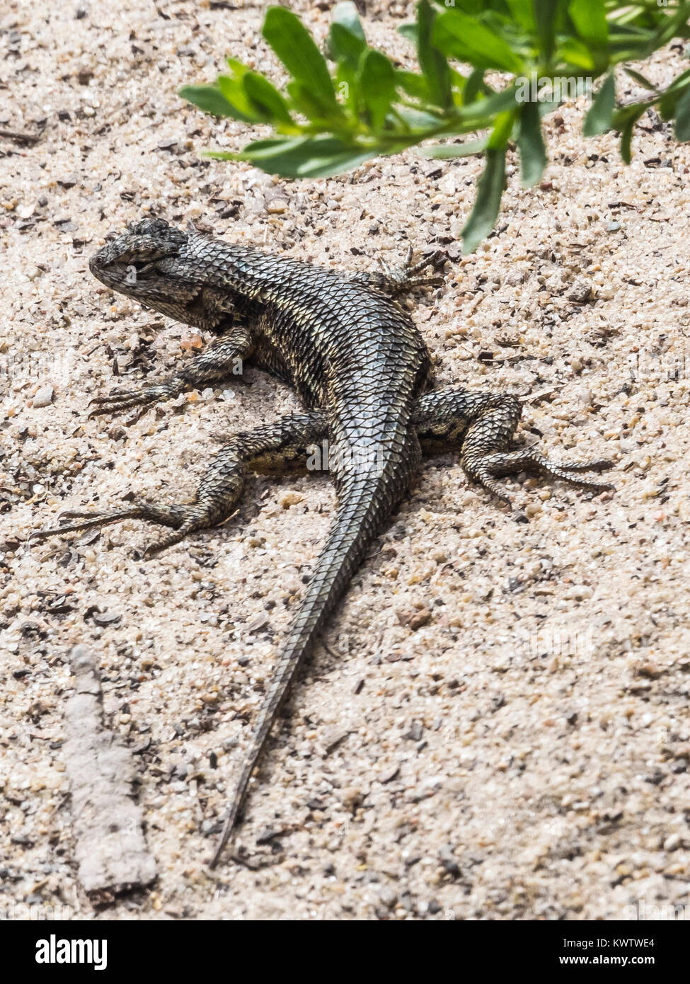 san elijo lagoon lizard Stock Photo - Alamy