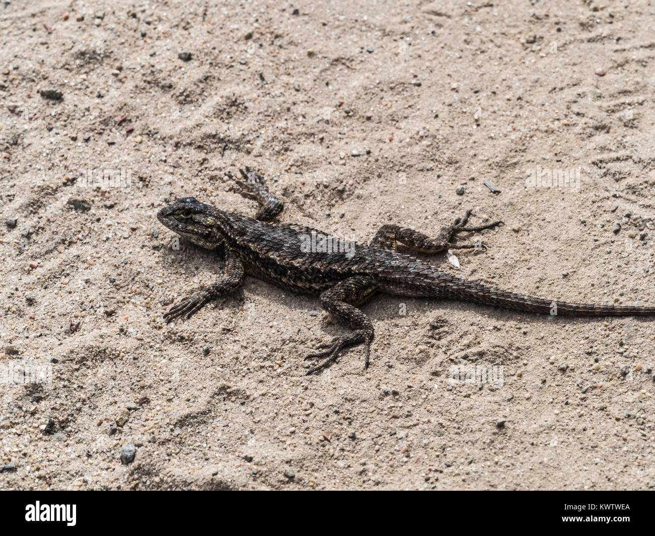 san elijo lagoon lizard Stock Photo - Alamy