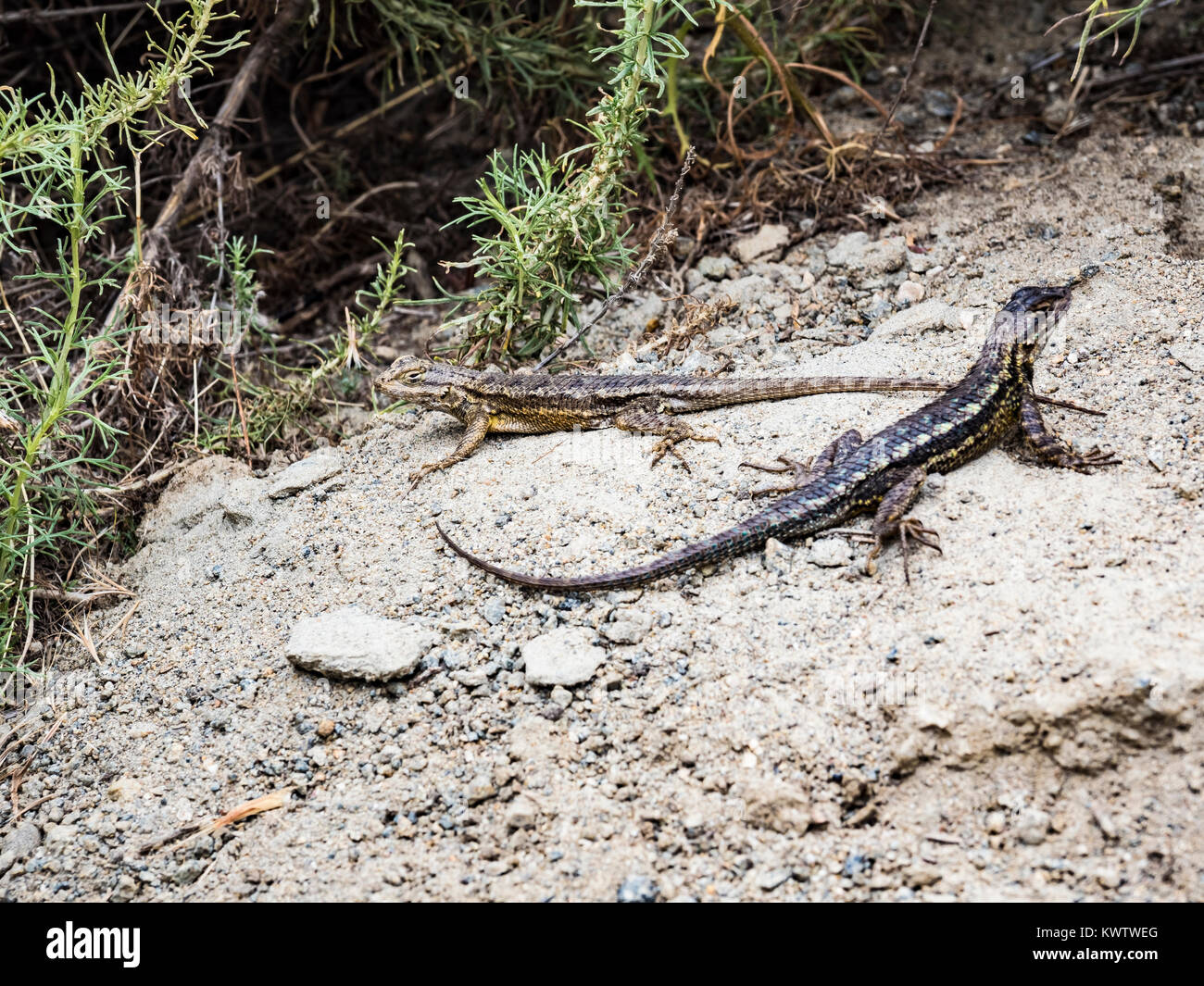 san elijo lagoon lizard Stock Photo - Alamy