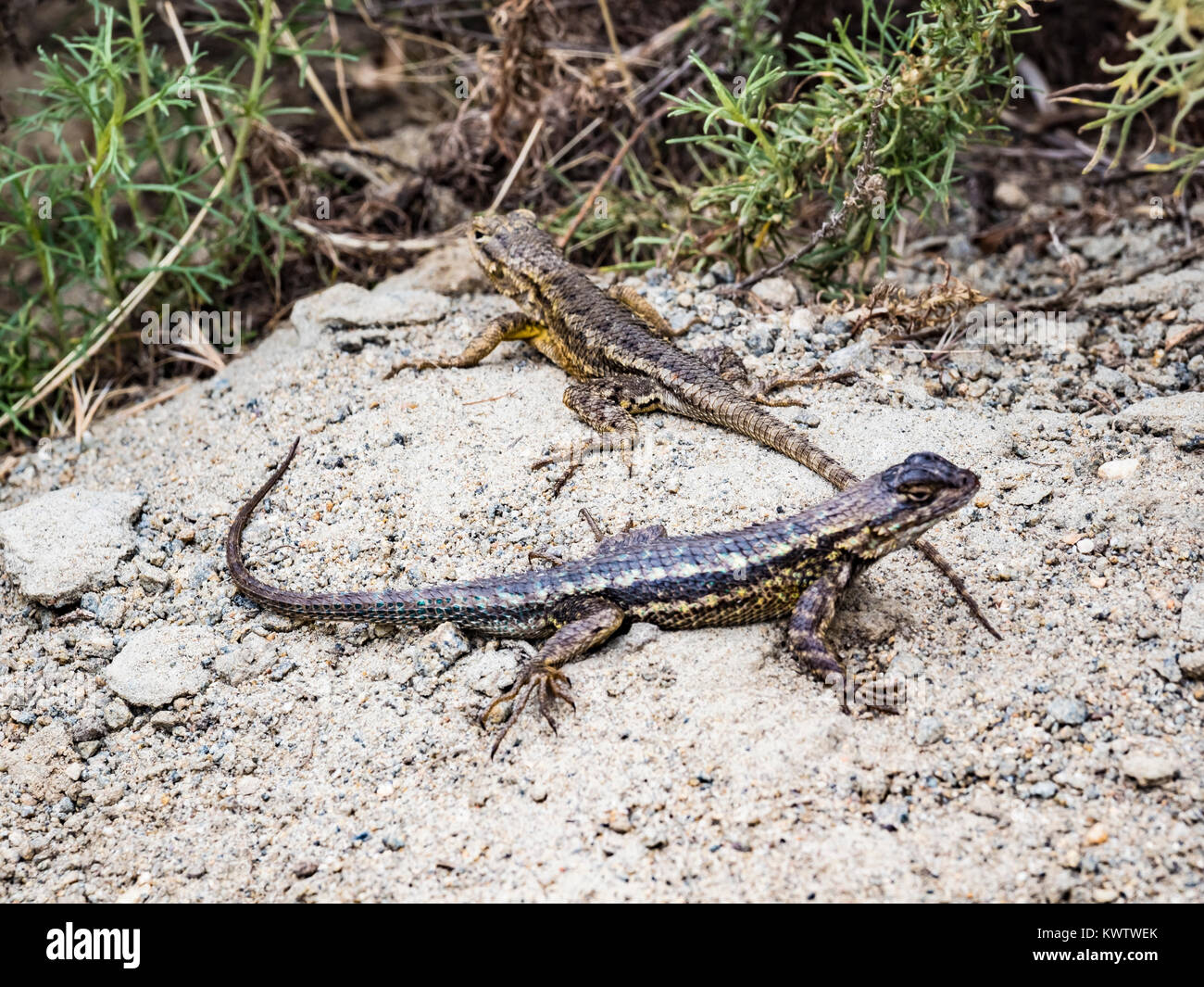 san elijo lagoon lizard Stock Photo - Alamy